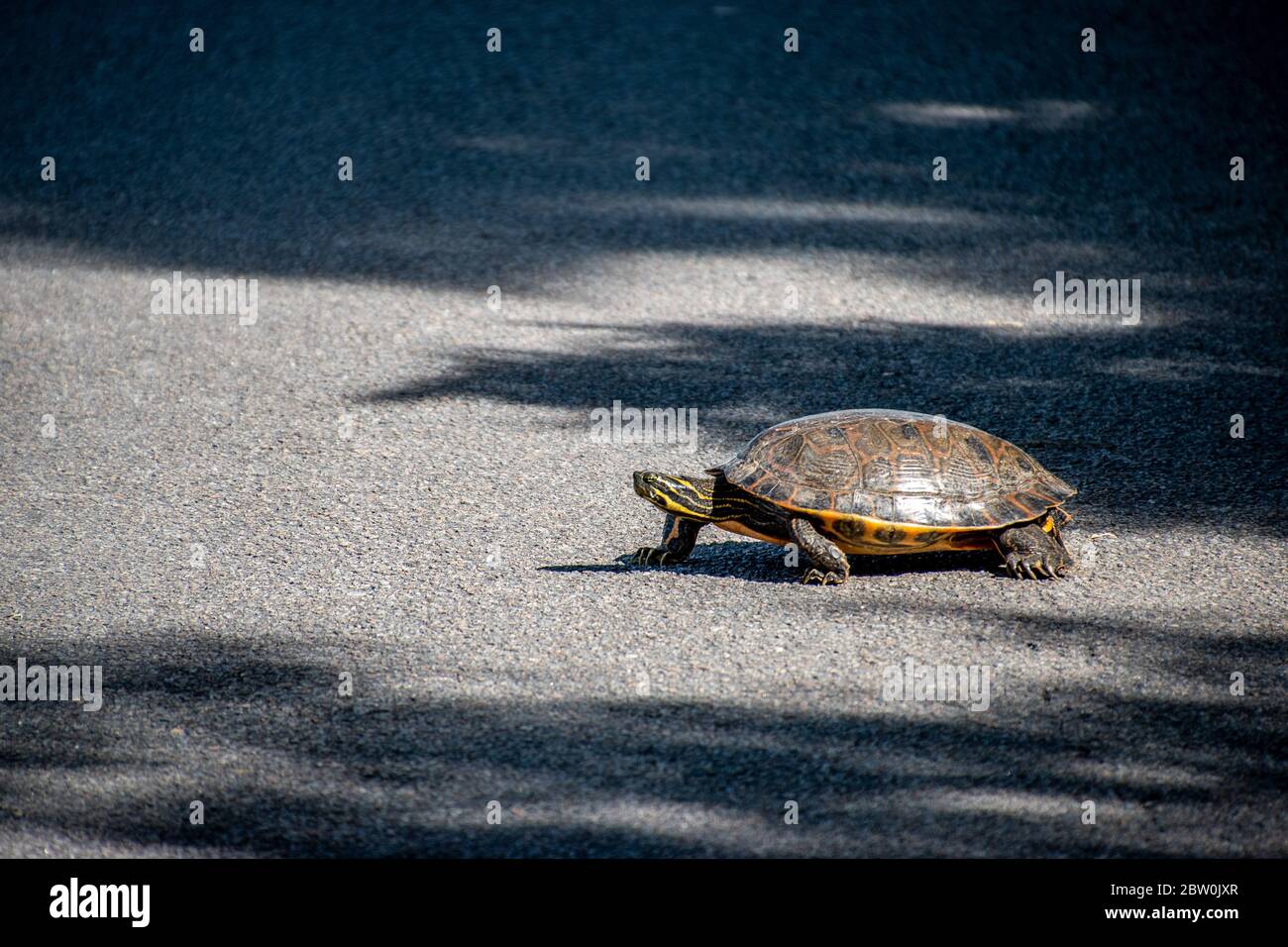 A single River Cooter (Pseudemys concinna) crossing a asphalt road ...