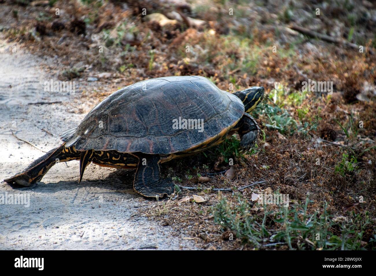 A single River Cooter (Pseudemys concinna) crossing a asphalt road ...