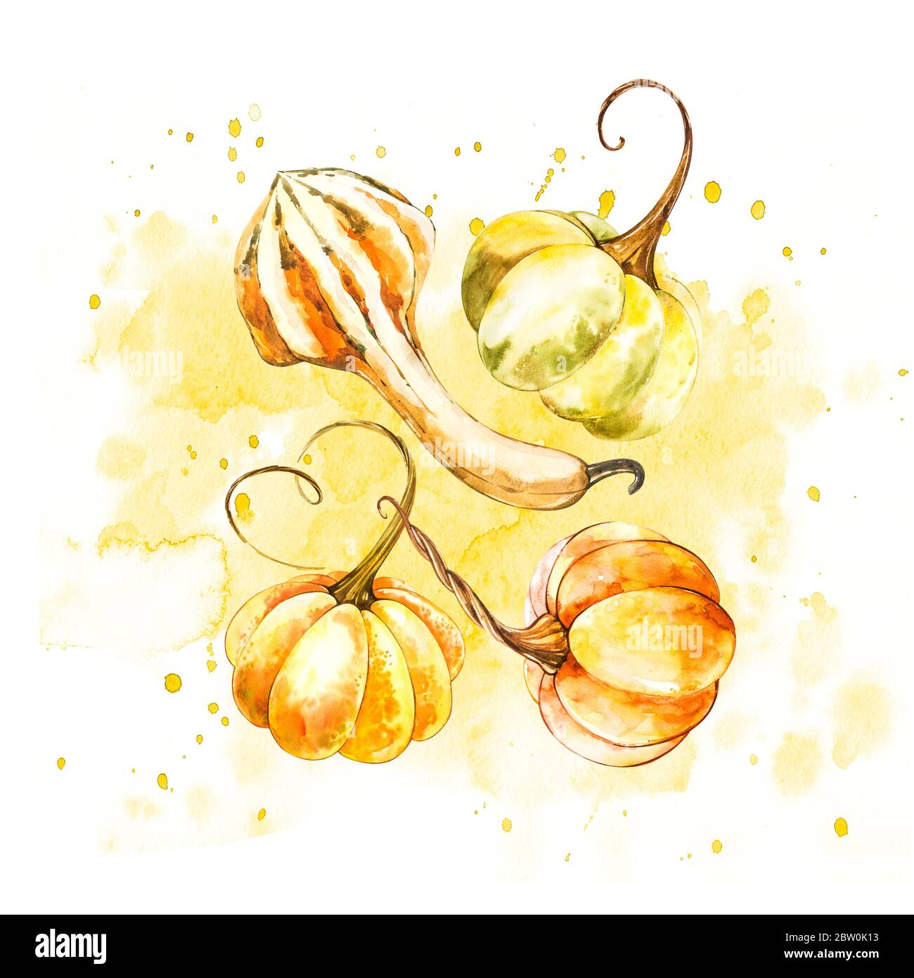Pumpkin. Hand drawn watercolor painting on white background. Watercolor ...