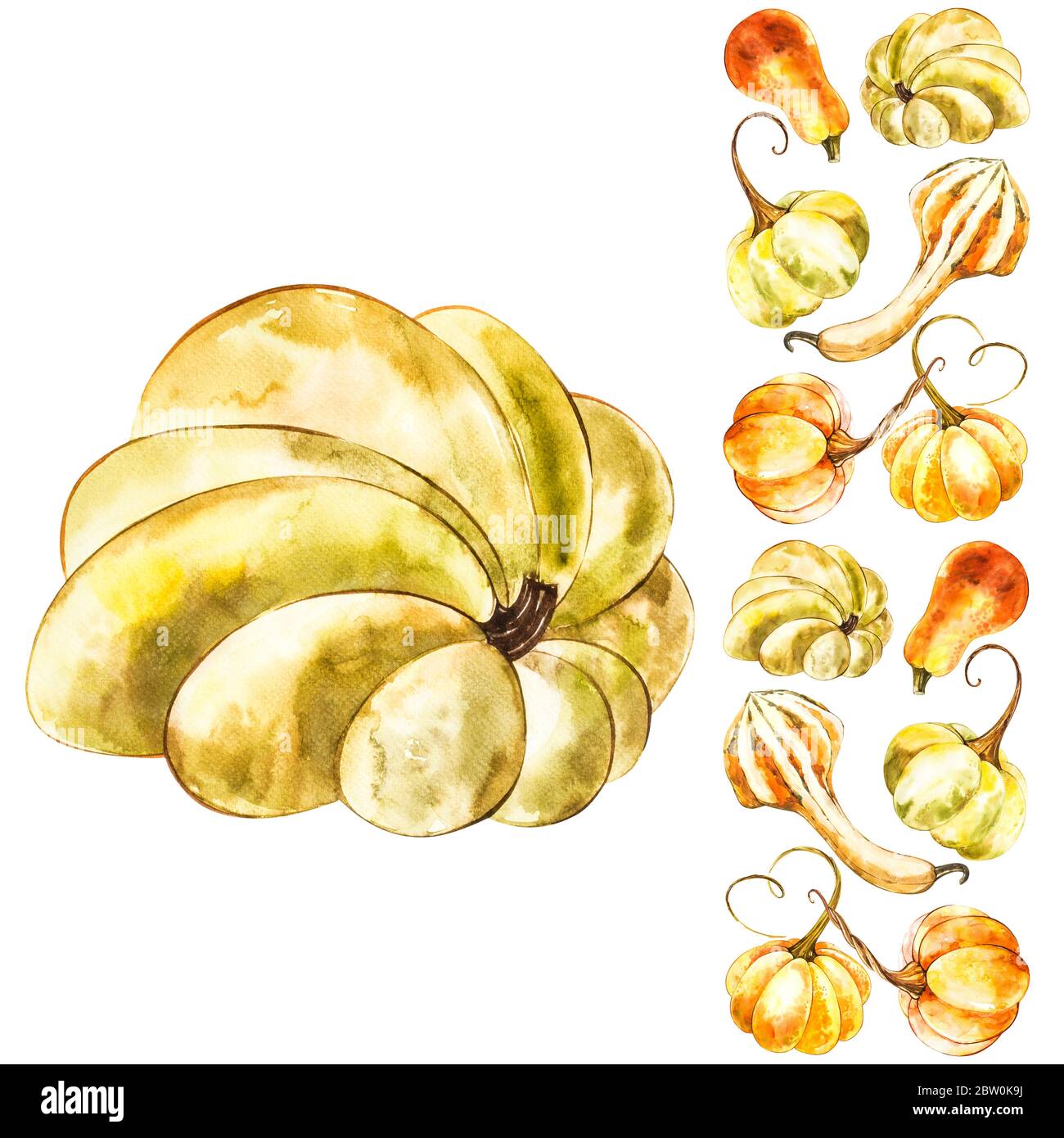 Pumpkin. Hand drawn watercolor painting on white background. Watercolor ...