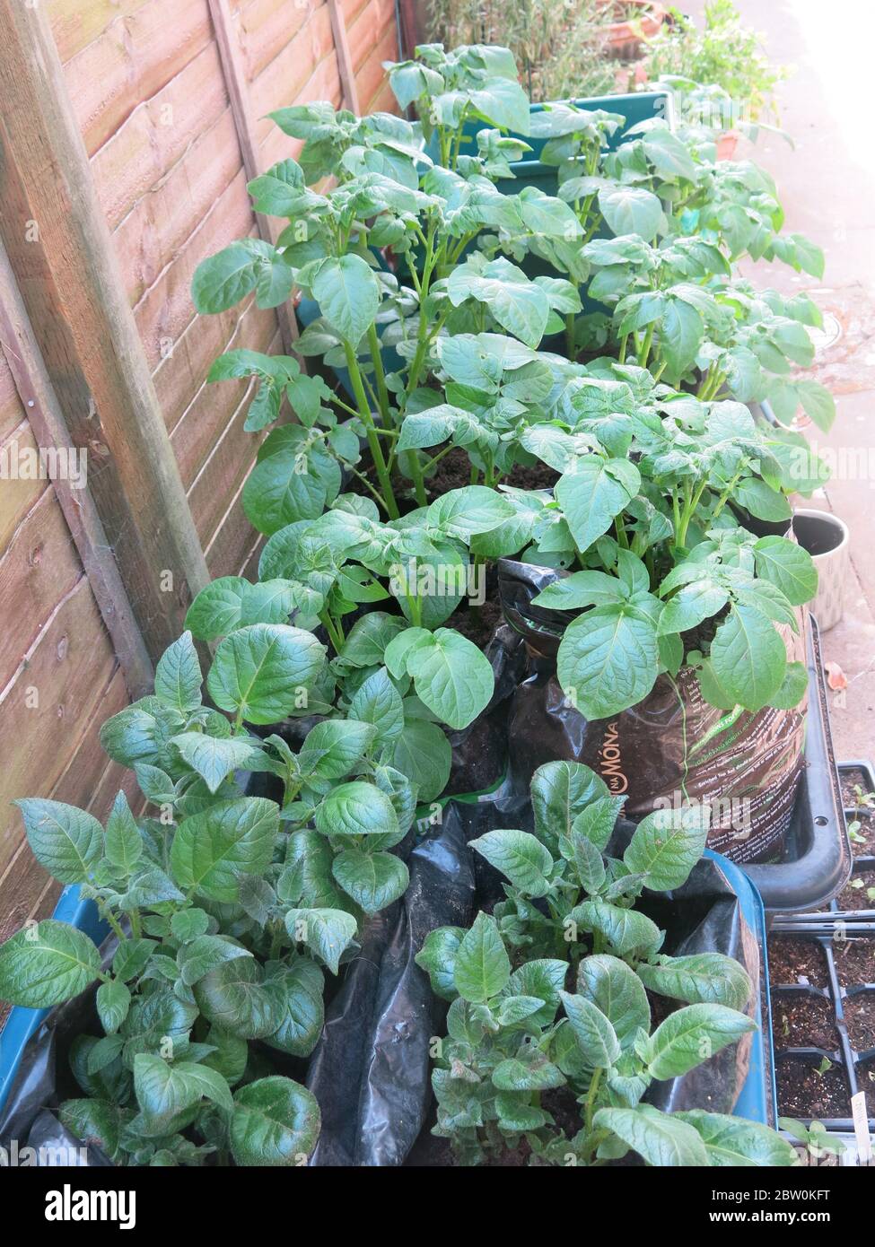 Earthing up potatoes hi-res stock photography and images - Alamy