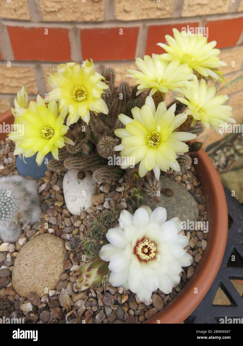 A small pot with gritty compost, some large pebbles, a few flowering ...