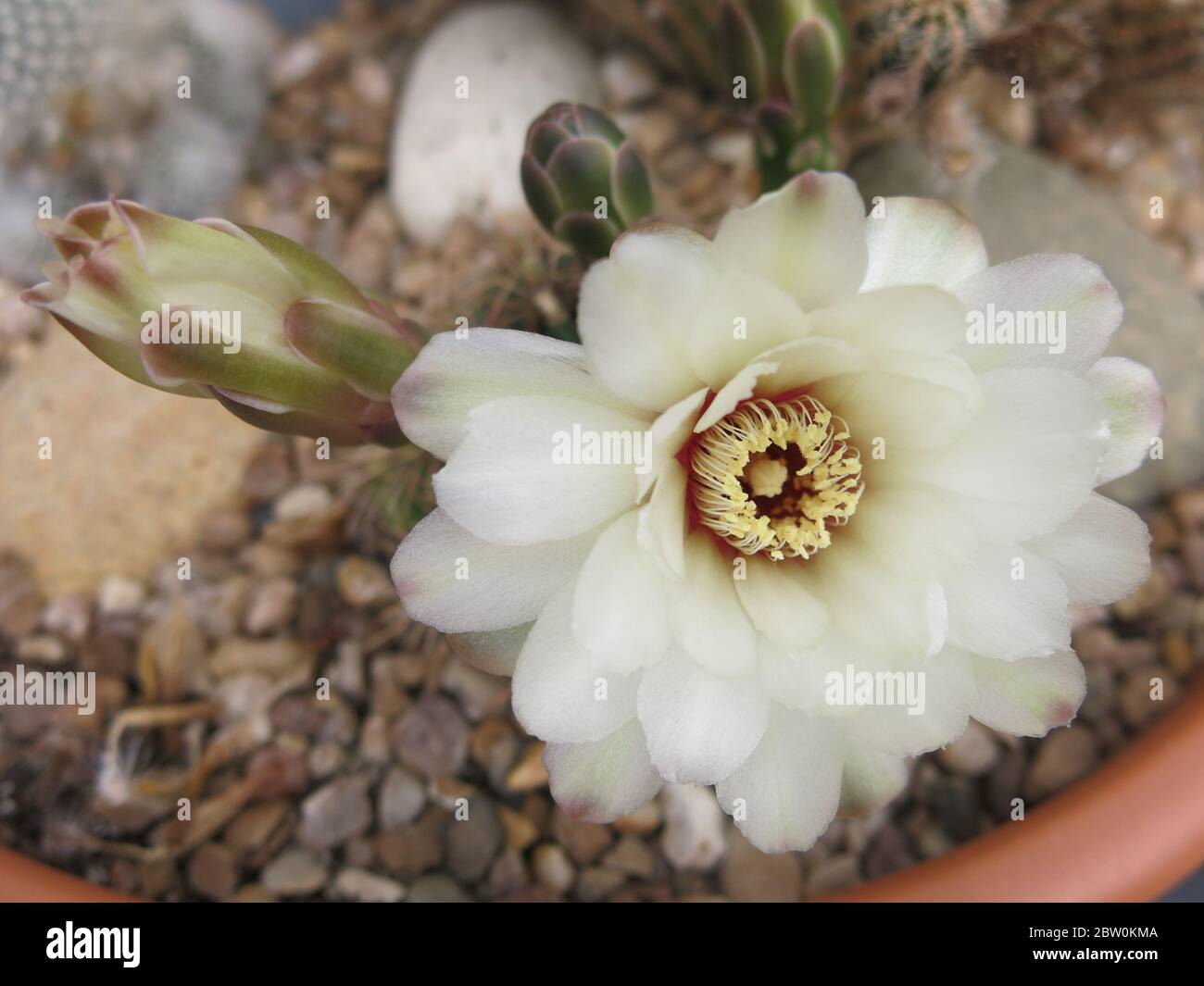 Cacti in a bowl hi-res stock photography and images - Alamy