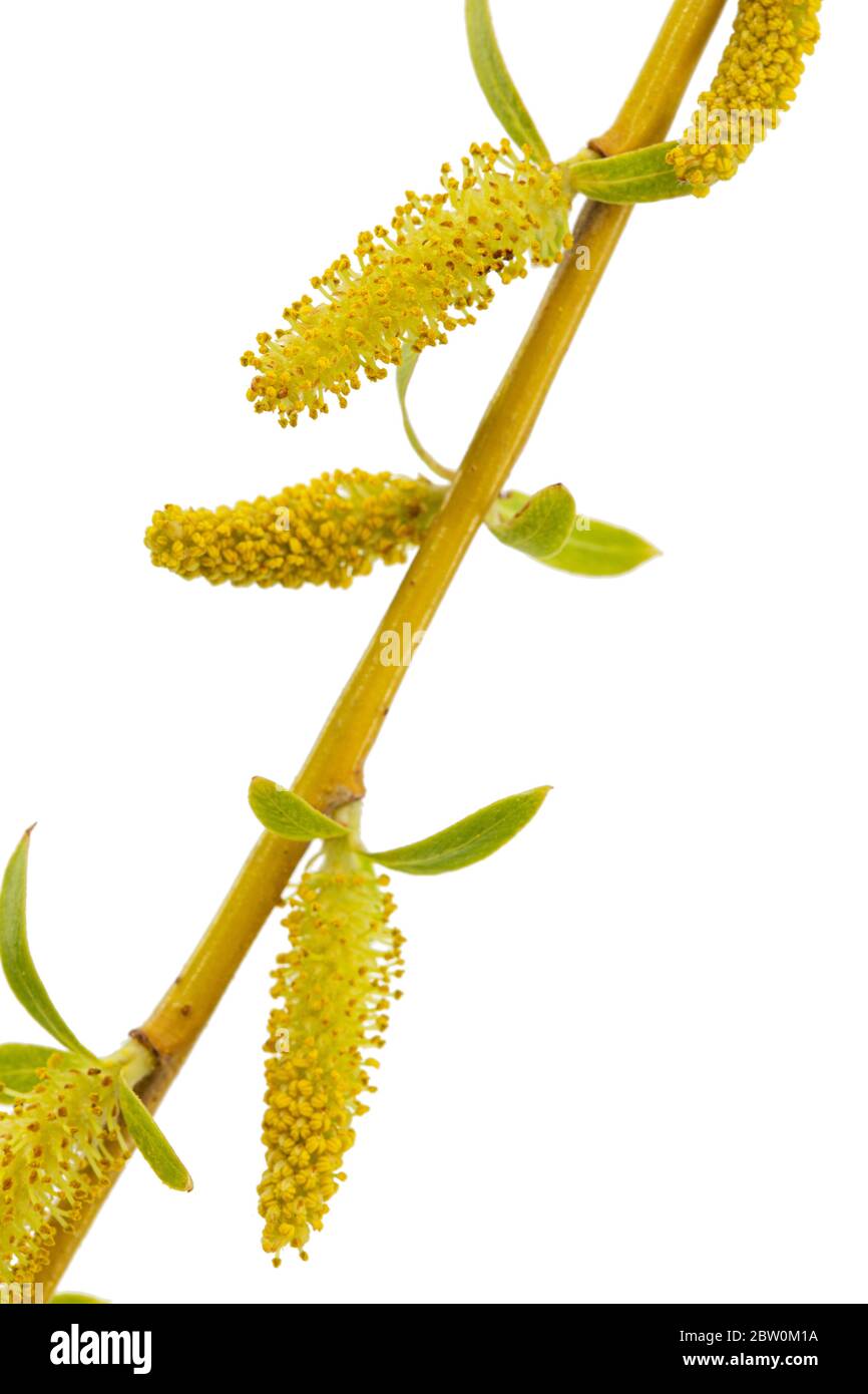 Blooming weeping willow closeup, isolated on white background Stock ...