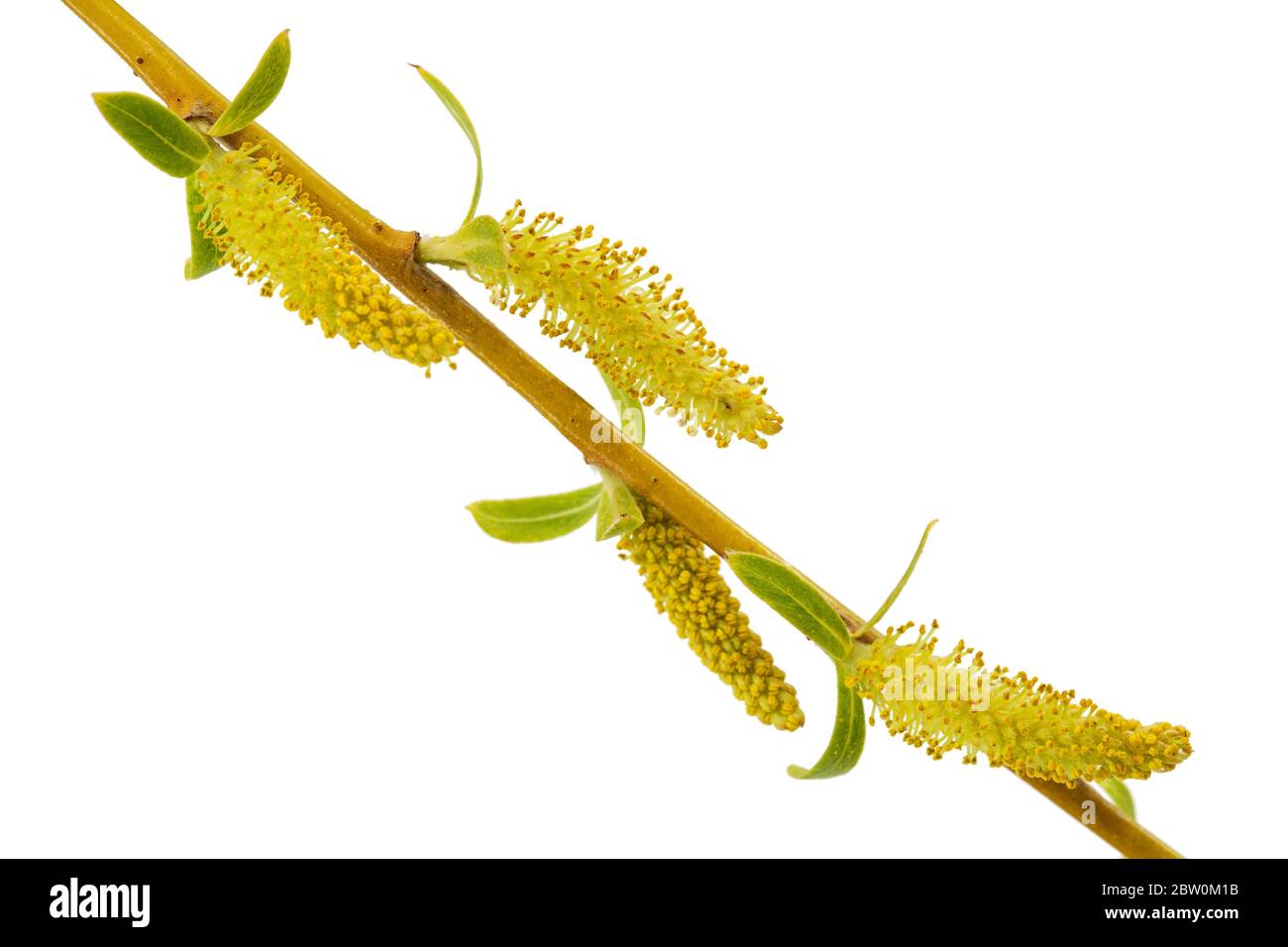 Blooming weeping willow closeup, isolated on white background Stock ...