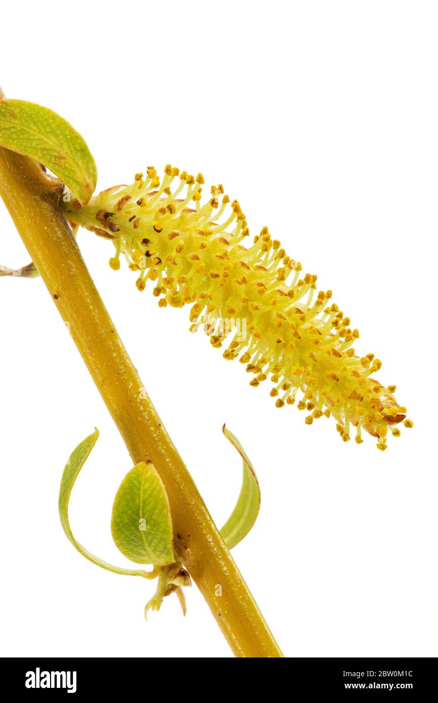 Blooming weeping willow closeup, isolated on white background Stock ...