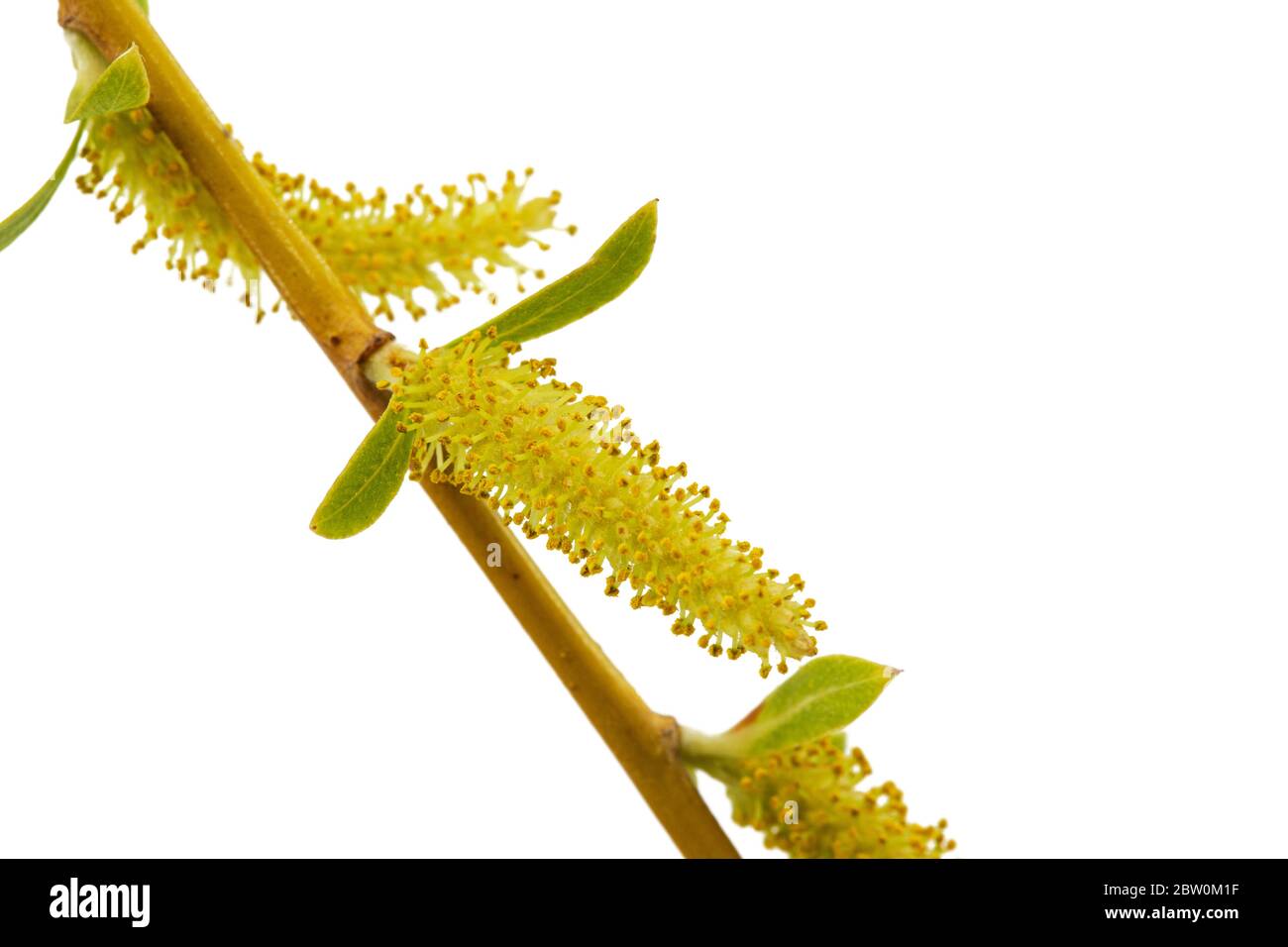Blooming weeping willow closeup, isolated on white background Stock ...
