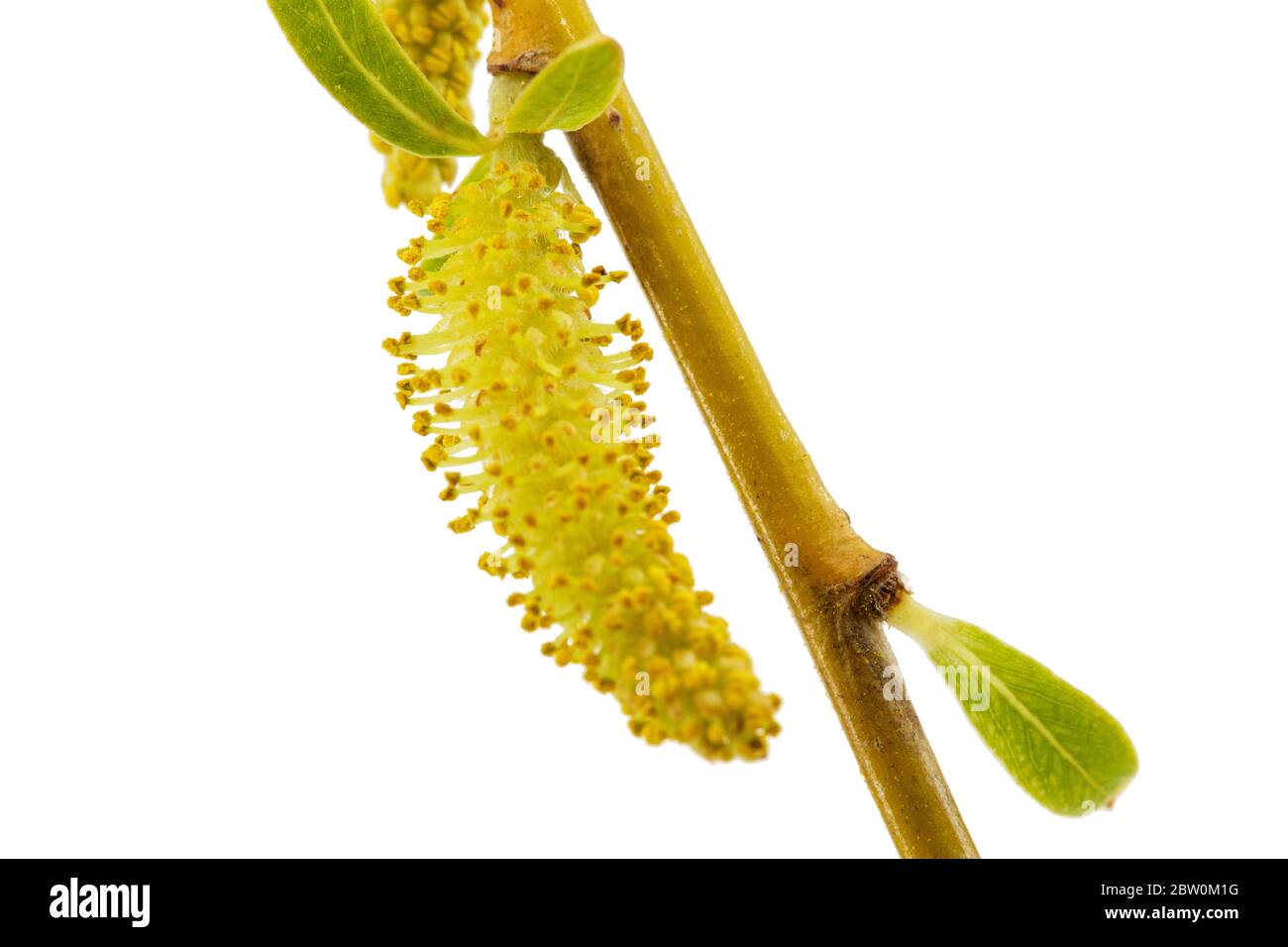 Blooming weeping willow closeup, isolated on white background Stock ...