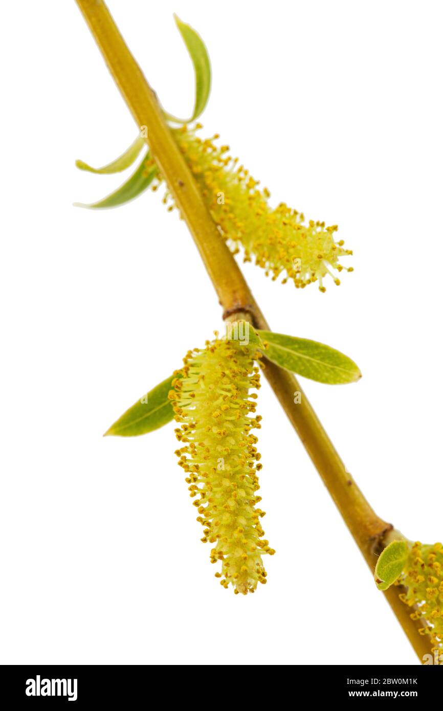 Blooming weeping willow closeup, isolated on white background Stock ...