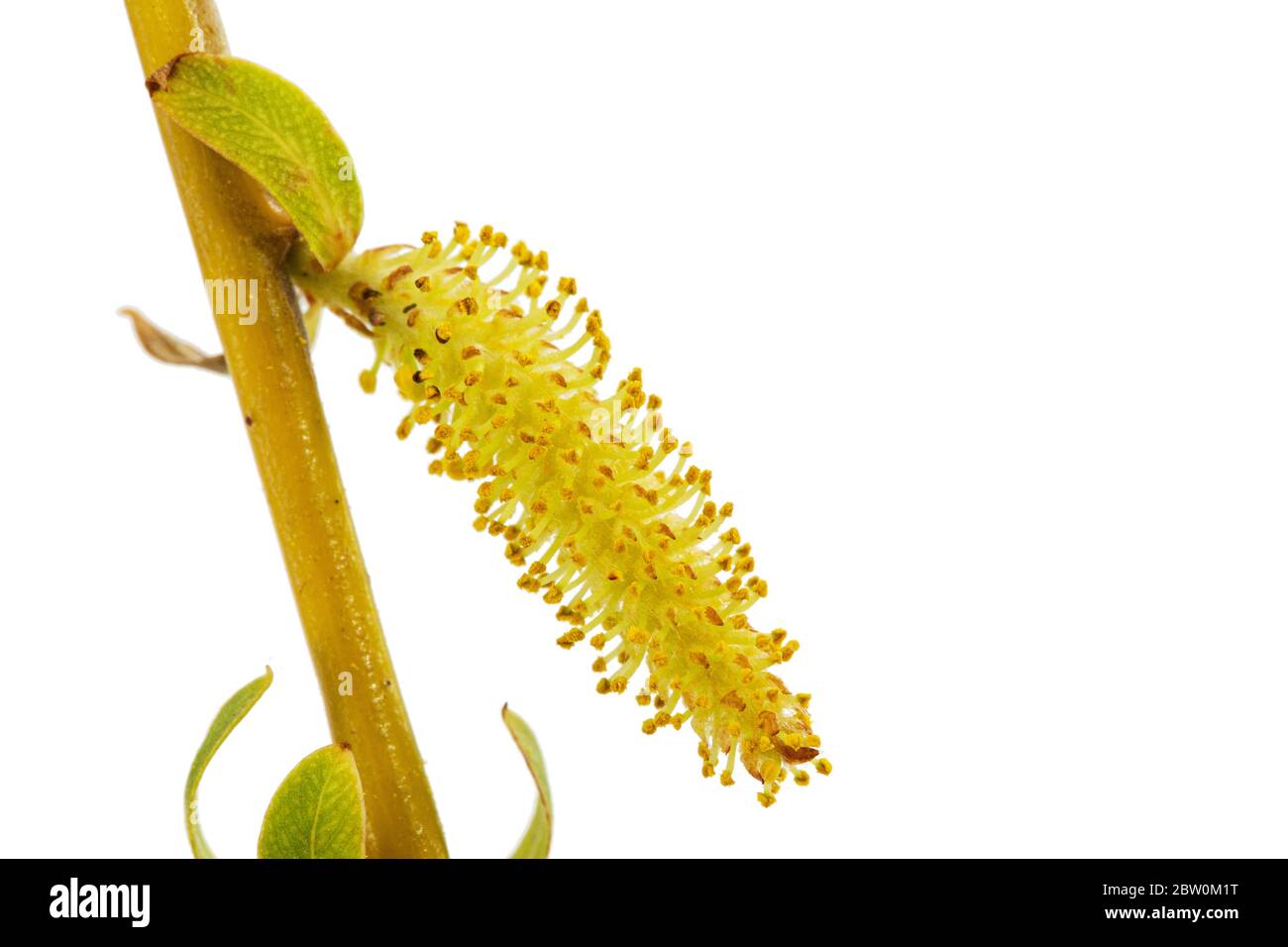 Blooming weeping willow closeup, isolated on white background Stock ...