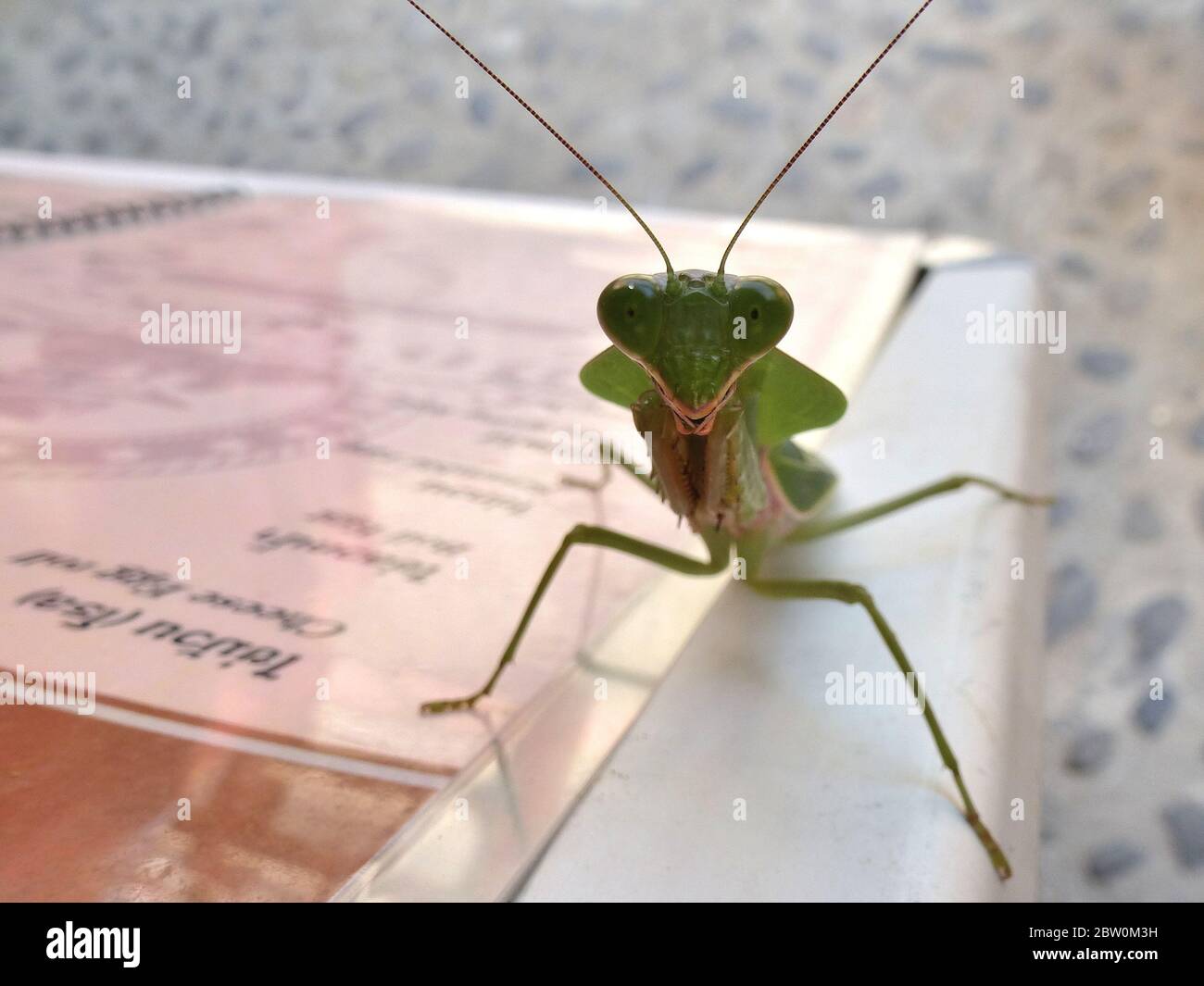 Cute praying mantis hi-res stock photography and images - Alamy