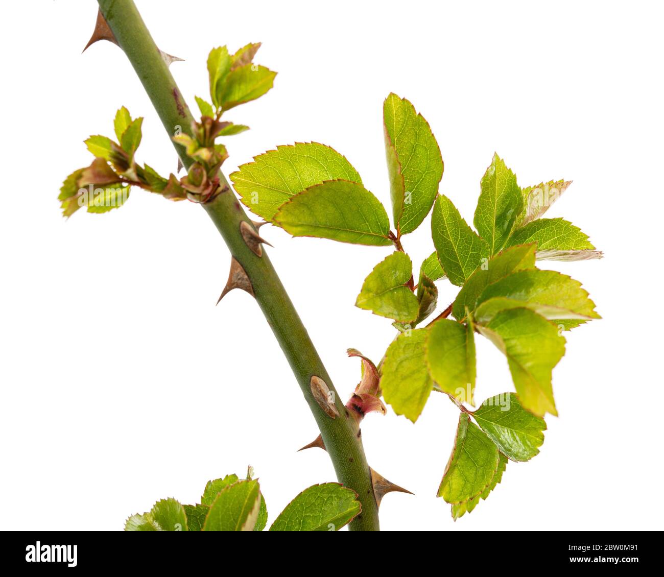 Twig of rose with young green leaves and thorns, isolated on white ...