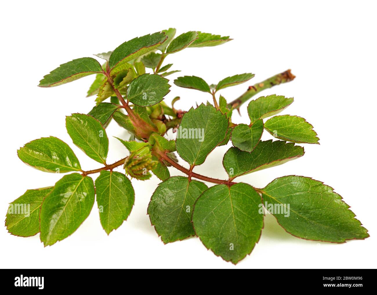 Small twig of rose with young green leaves and thorns, isolated on ...