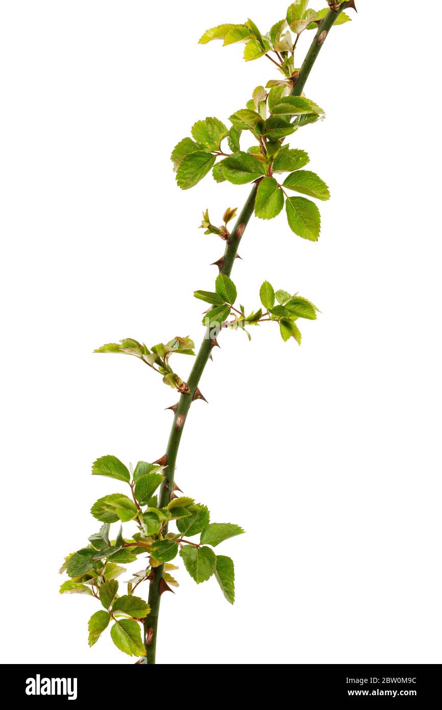 Twig of rose with young green leaves and thorns, isolated on white ...