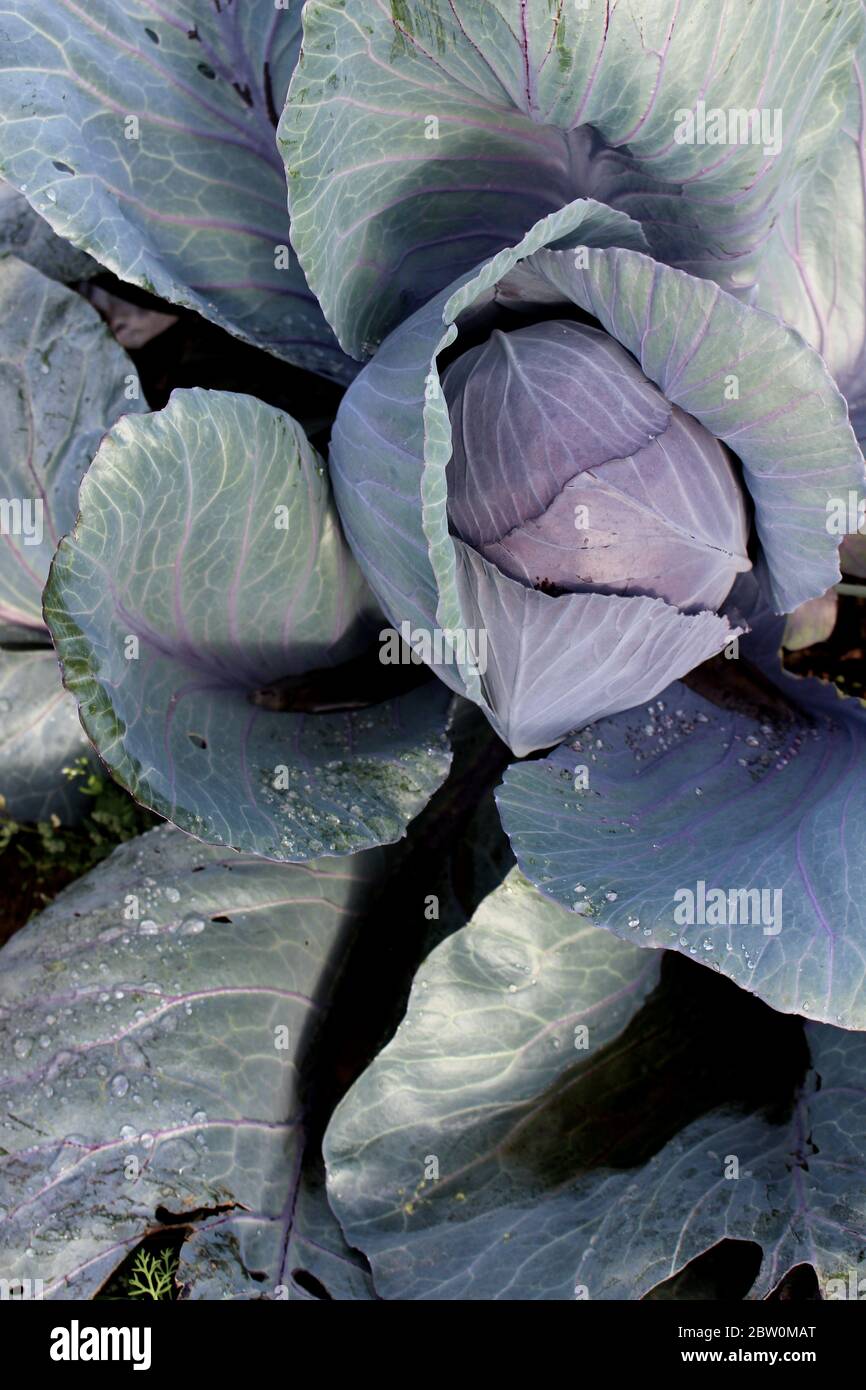 large beautiful green and purple cabbage in field in full detail Stock ...