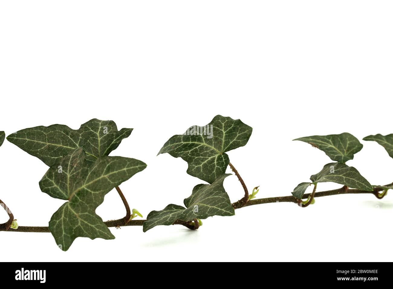 Ivy branch with green foliage, isolated on white background Stock Photo ...