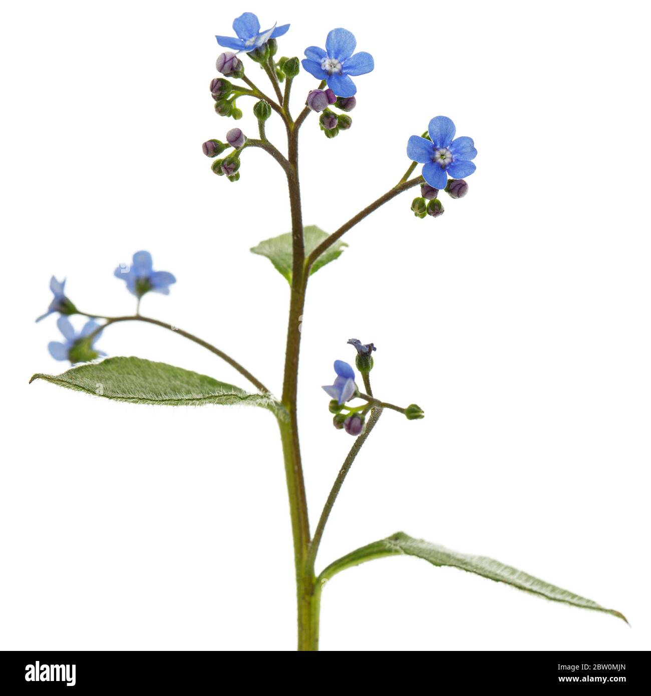 Brunnera Cut Out Stock Images & Pictures - Alamy