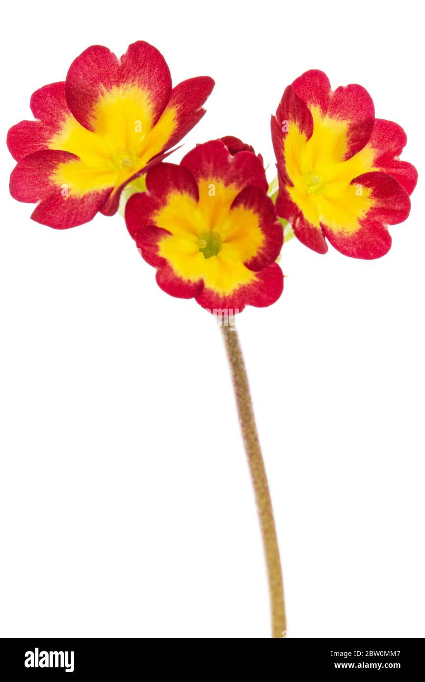 Flowers of primrose, isolated on white background Stock Photo - Alamy
