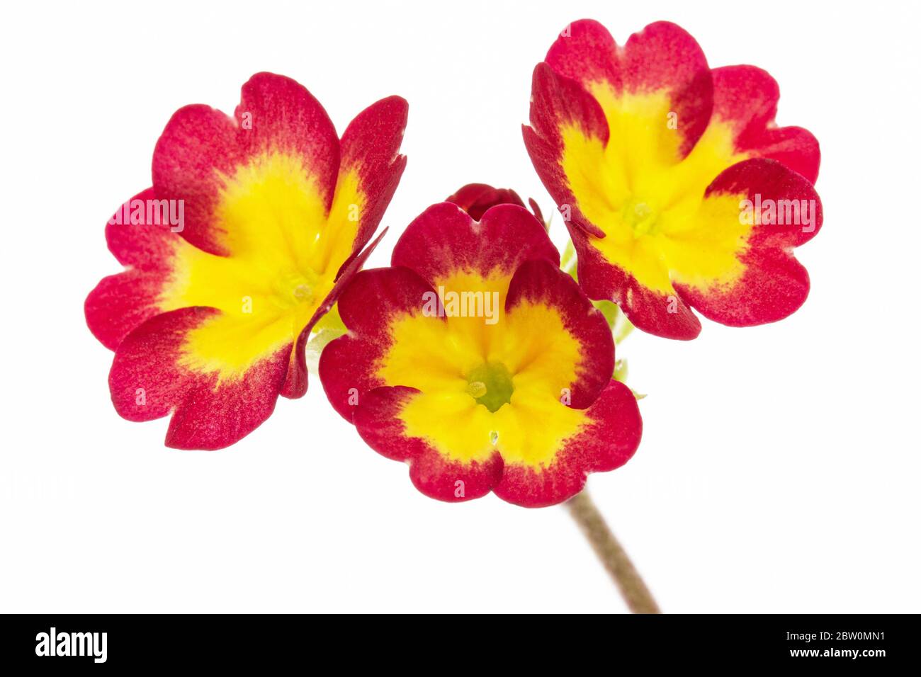 Flowers of primrose, isolated on white background Stock Photo - Alamy