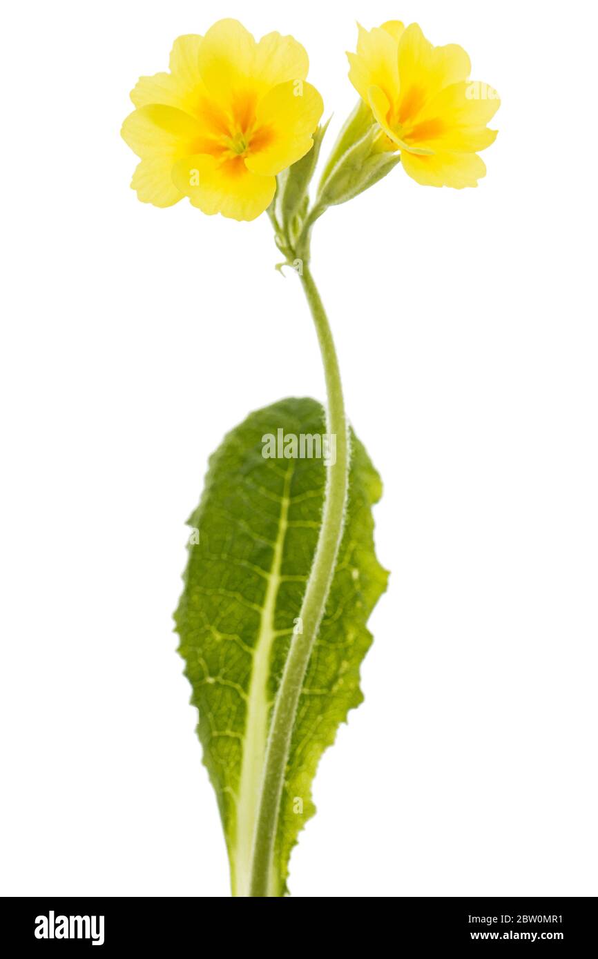 Yellow flowers of primrose, isolated on white background Stock Photo ...