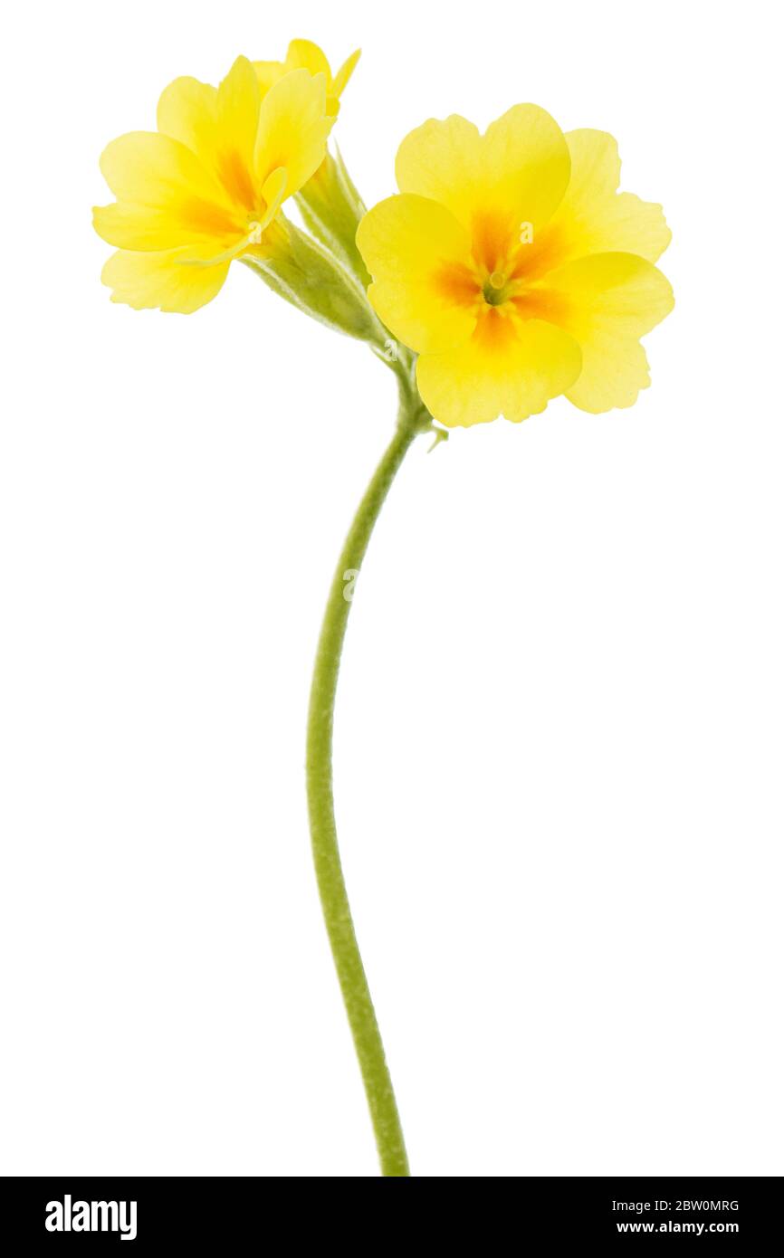 Yellow flowers of primrose, isolated on white background Stock Photo ...