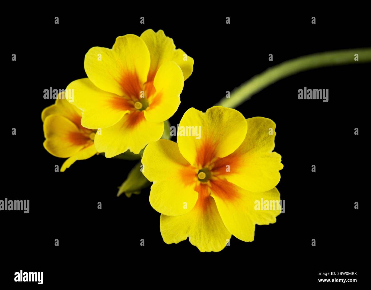 Yellow flowers of primrose, isolated on black background Stock Photo ...