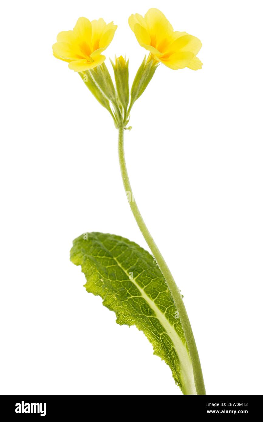 Yellow flowers of primrose, isolated on white background Stock Photo ...