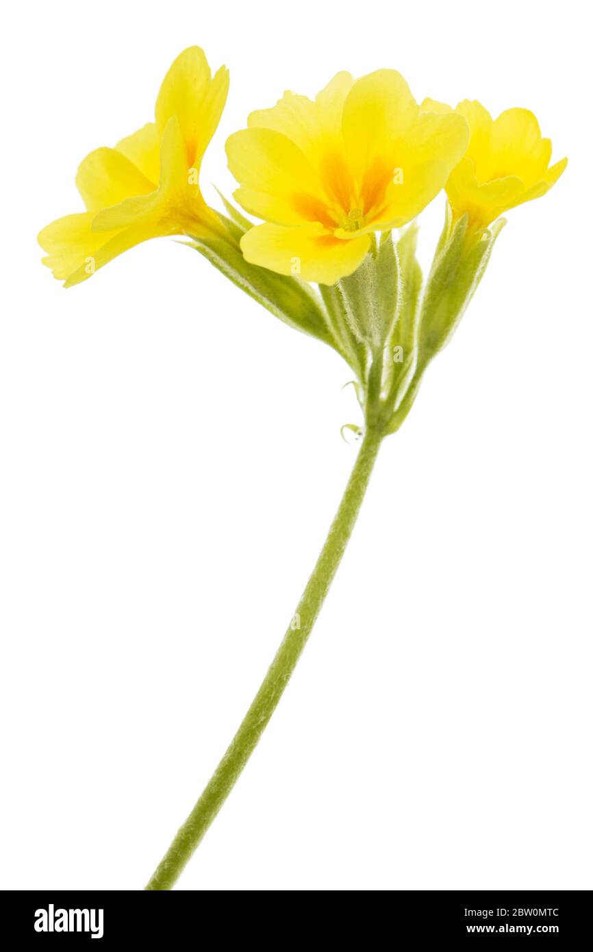 Yellow flowers of primrose, isolated on white background Stock Photo ...