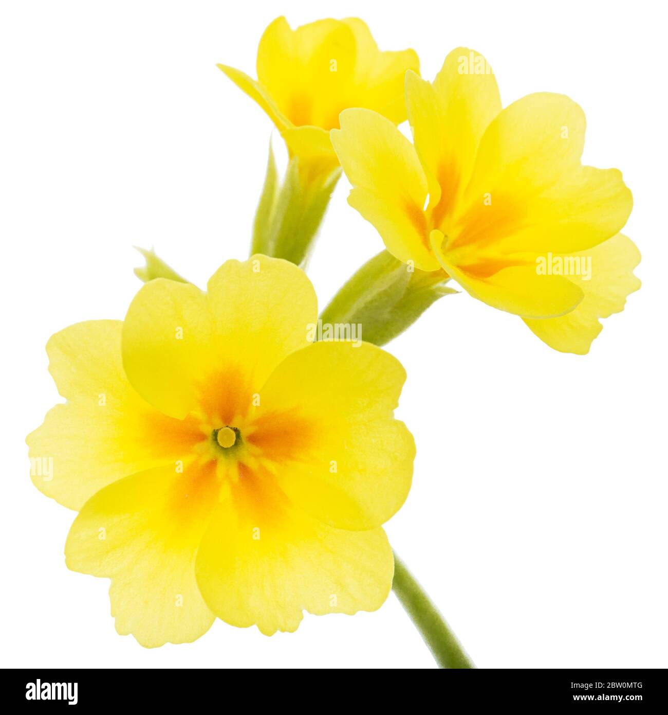 Yellow flowers of primrose, isolated on white background Stock Photo ...