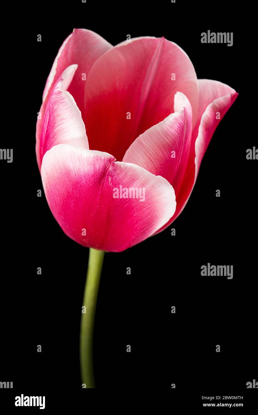 Flower of tulip with petal red with transition to white color, closeup, isolated on black ...