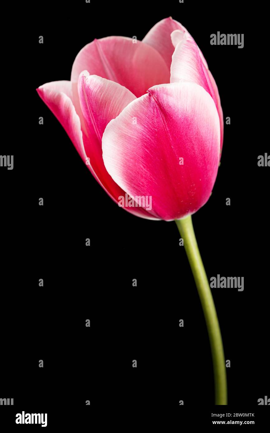 Flower of tulip with petal red with transition to white color, isolated on black background ...