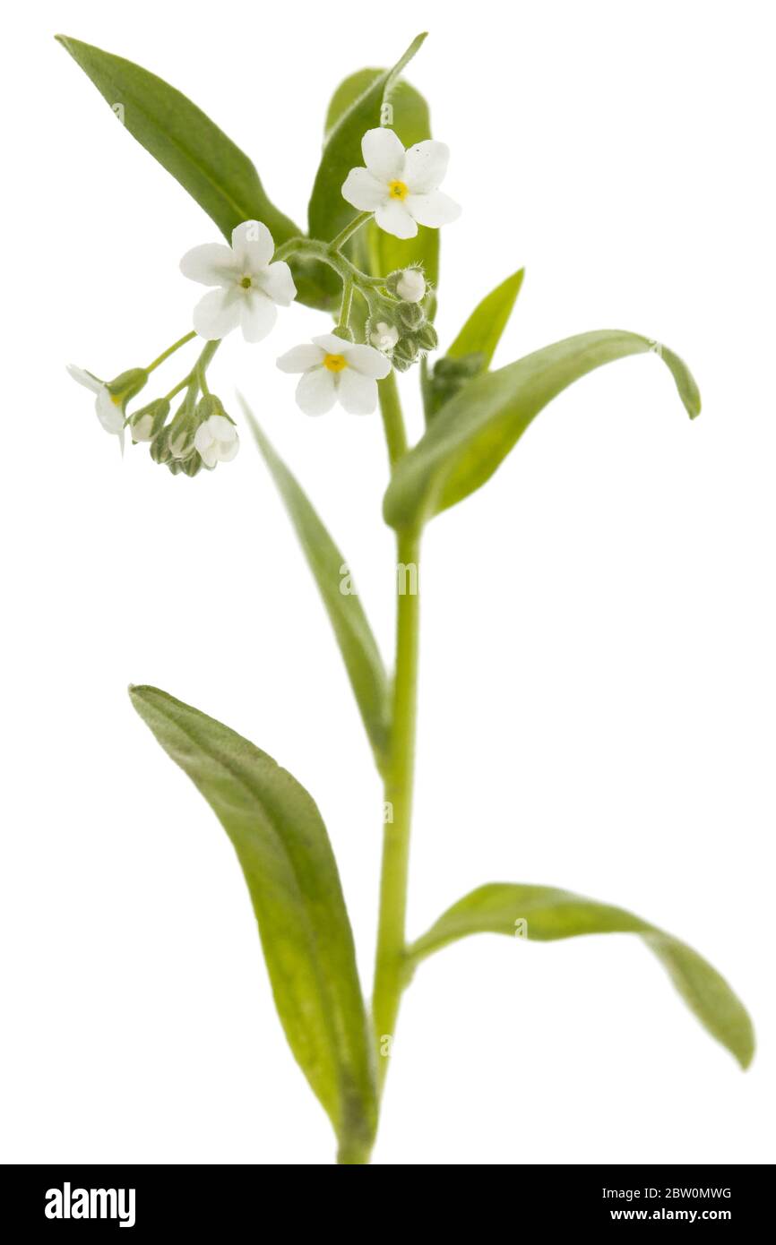 White flowers of Forget-me-not (Myosotis arvensis), isolated on white ...