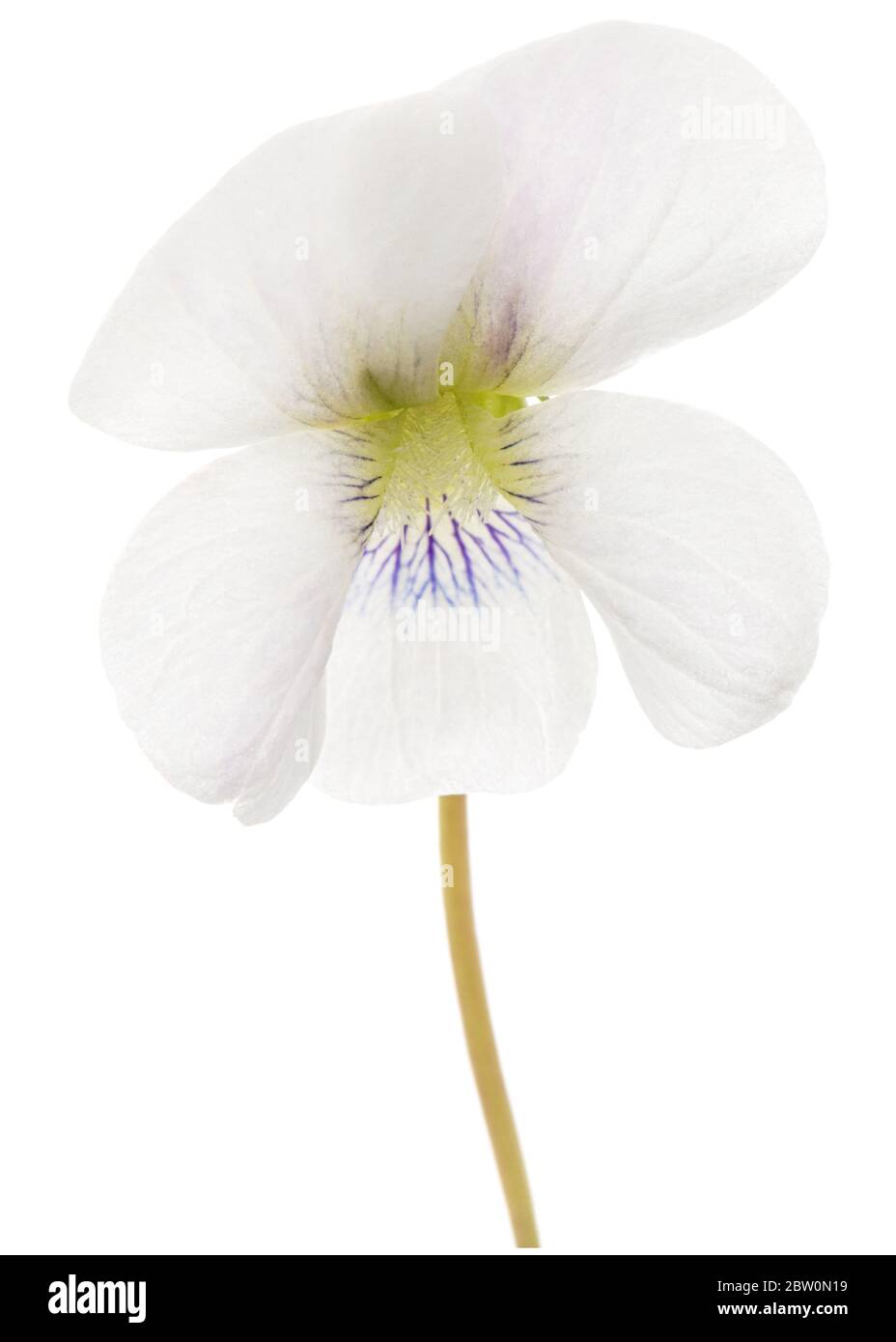 White flower of the violet, lat. Viola odorata, isolated on white ...