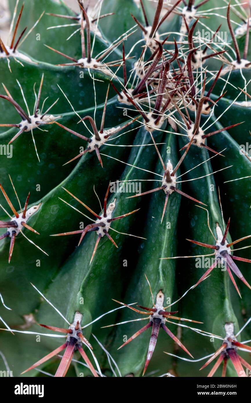 close up shot of green cactus with clustered spikes Stock Photo - Alamy