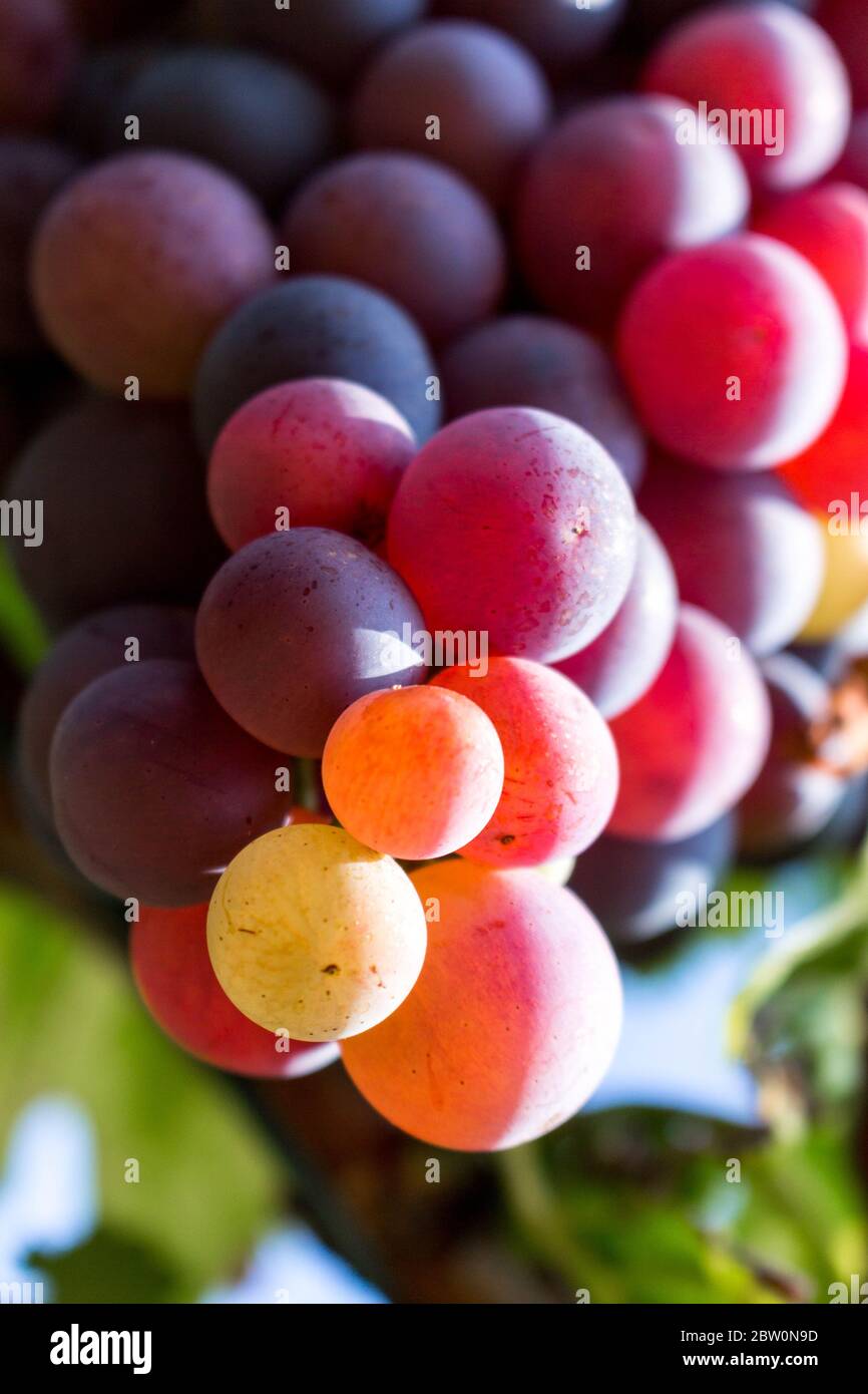 colorful red blue purple orange and yellow round bubbles of grapes ...