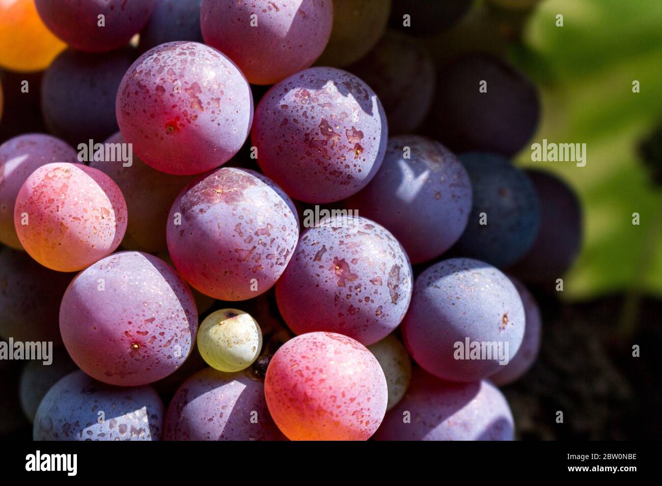 colorful red blue purple orange and yellow round bubbles of grapes ...