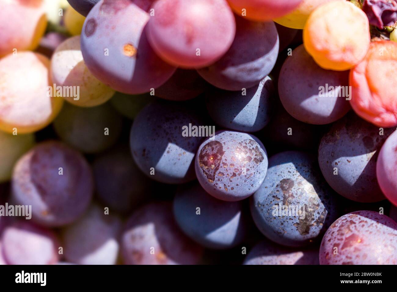 colorful red blue purple orange and yellow round bubbles of grapes ...