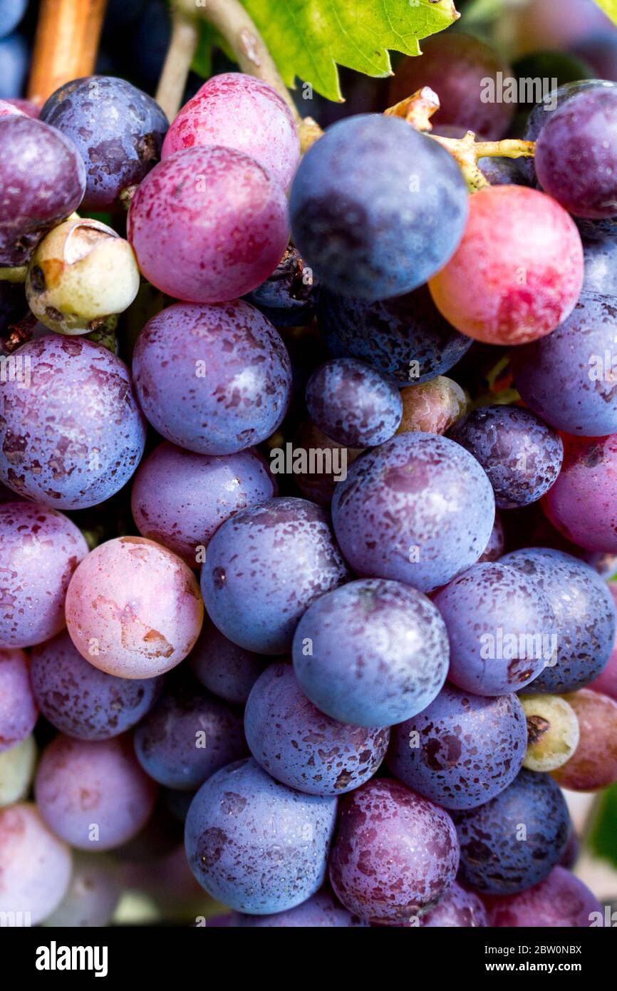 colorful red blue purple orange and yellow round bubbles of grapes ...
