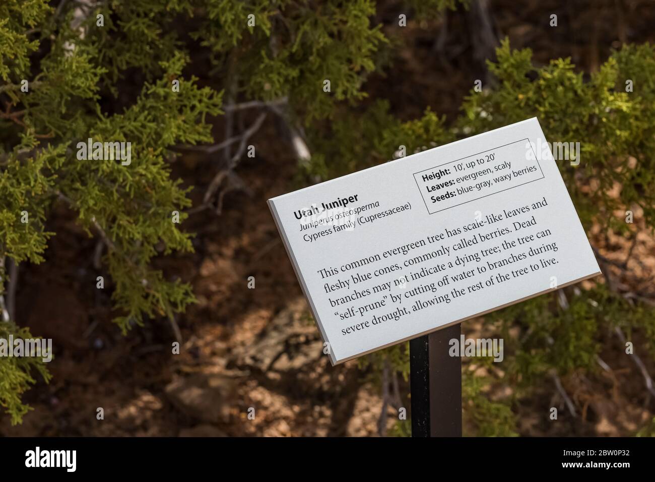 Pinyon juniper hi-res stock photography and images - Alamy