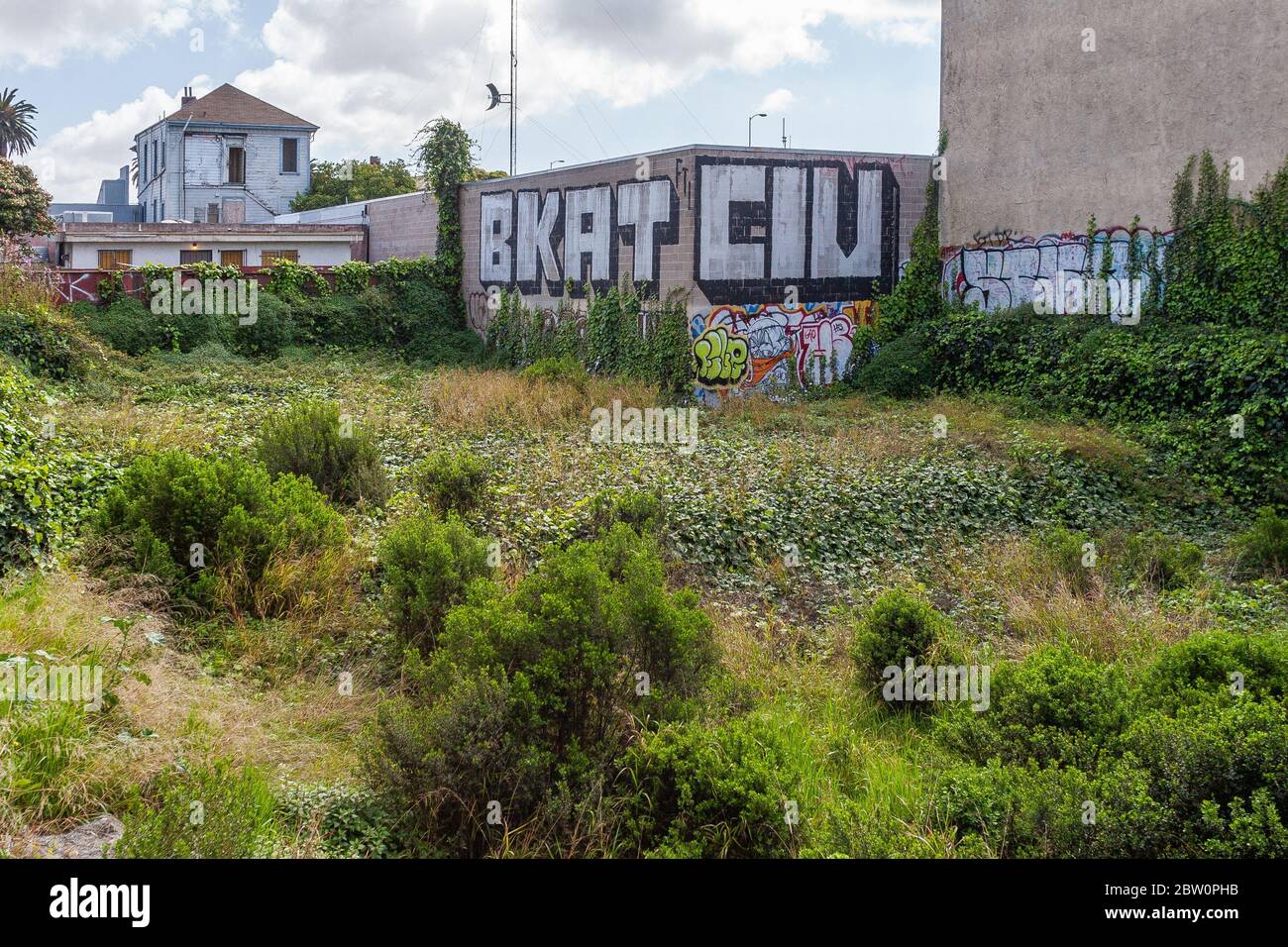 Overgrown vacant lot in Oakland Stock Photo - Alamy