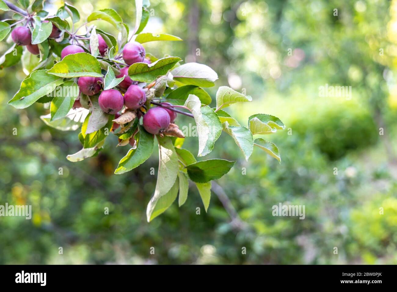 Fruitful apple tree hi-res stock photography and images - Alamy