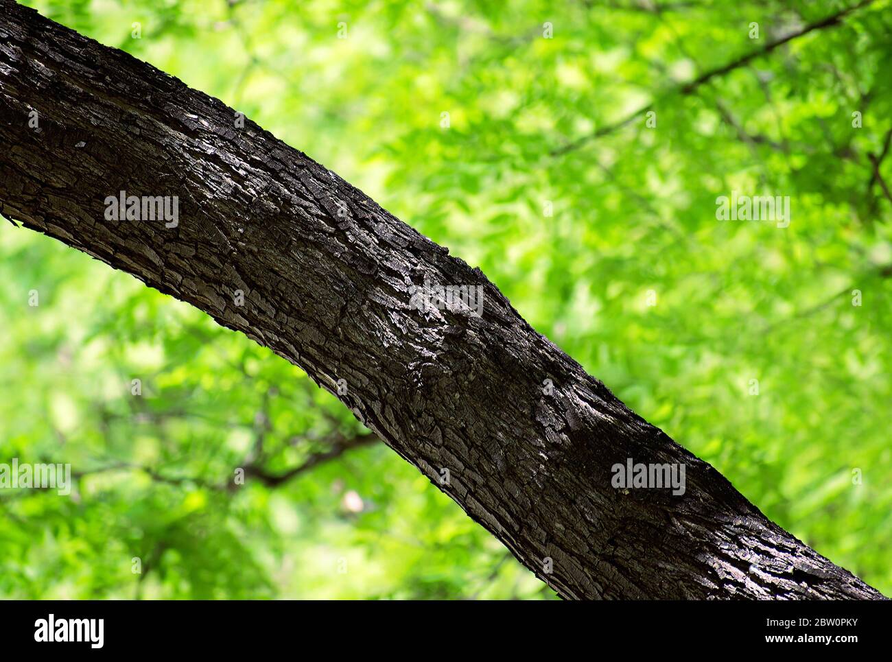 Big tea tree hi-res stock photography and images - Alamy