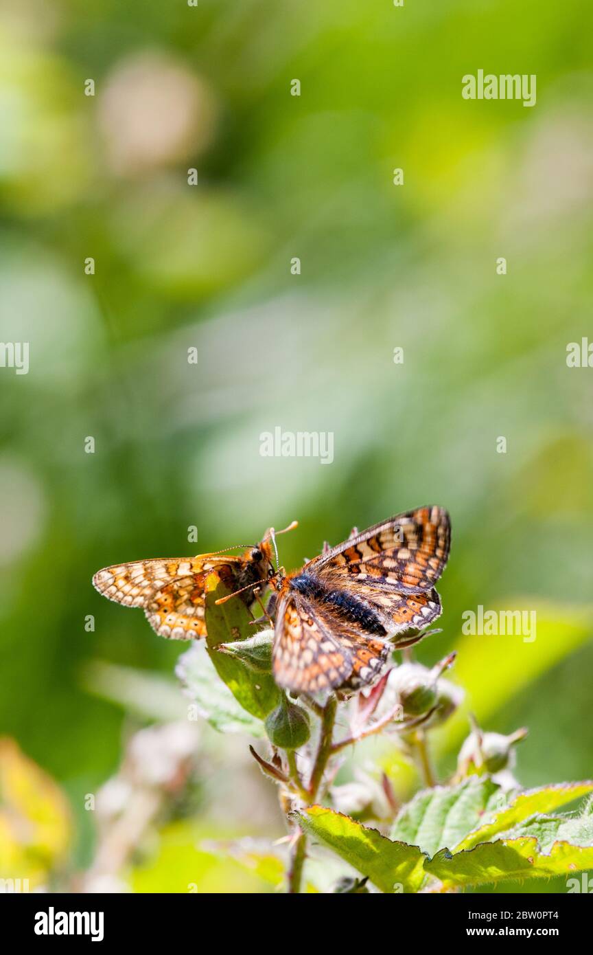 Marsh fritillary butterflies hi-res stock photography and images - Alamy