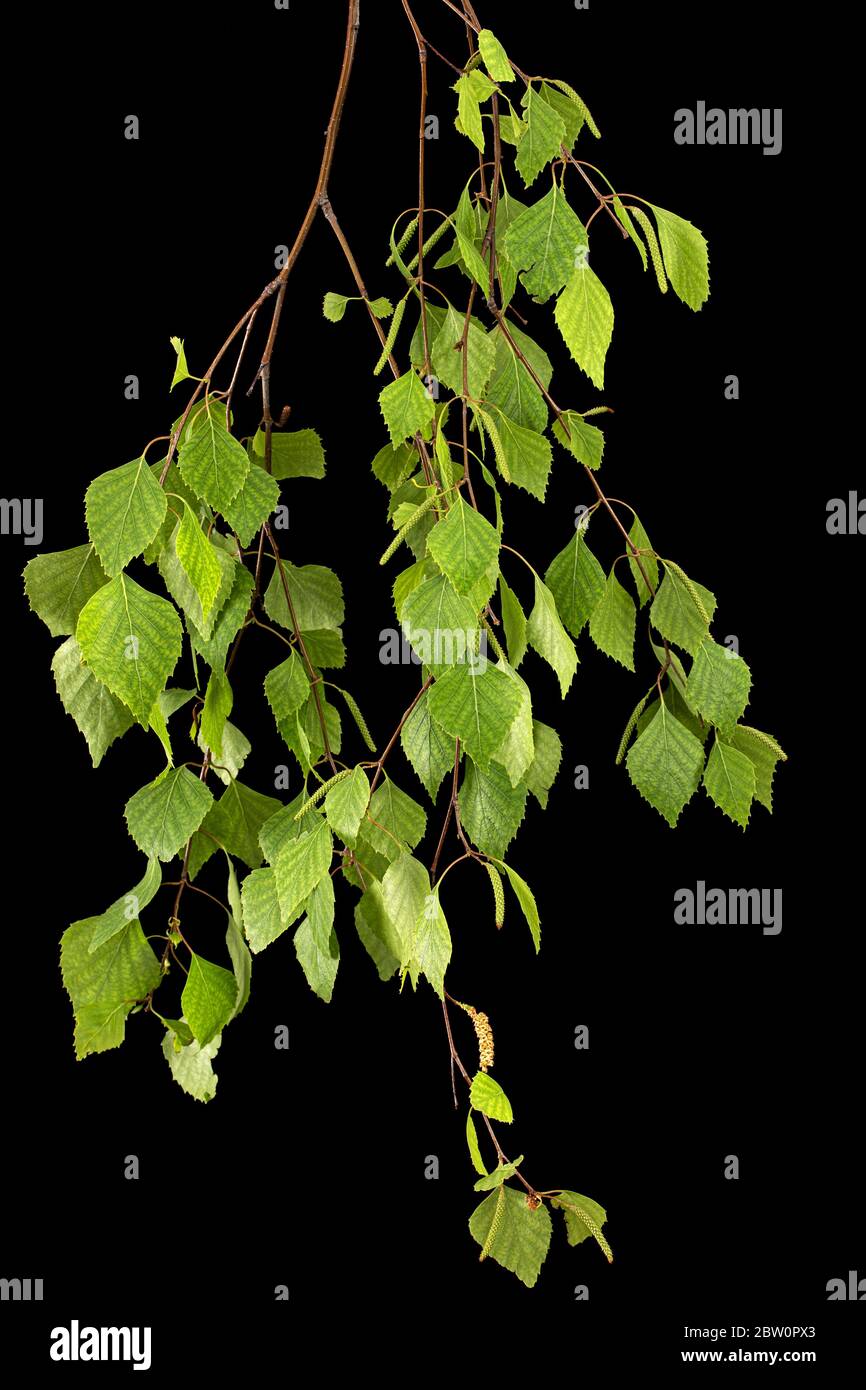 Sprig of birch with young foliage, on black background Stock Photo - Alamy