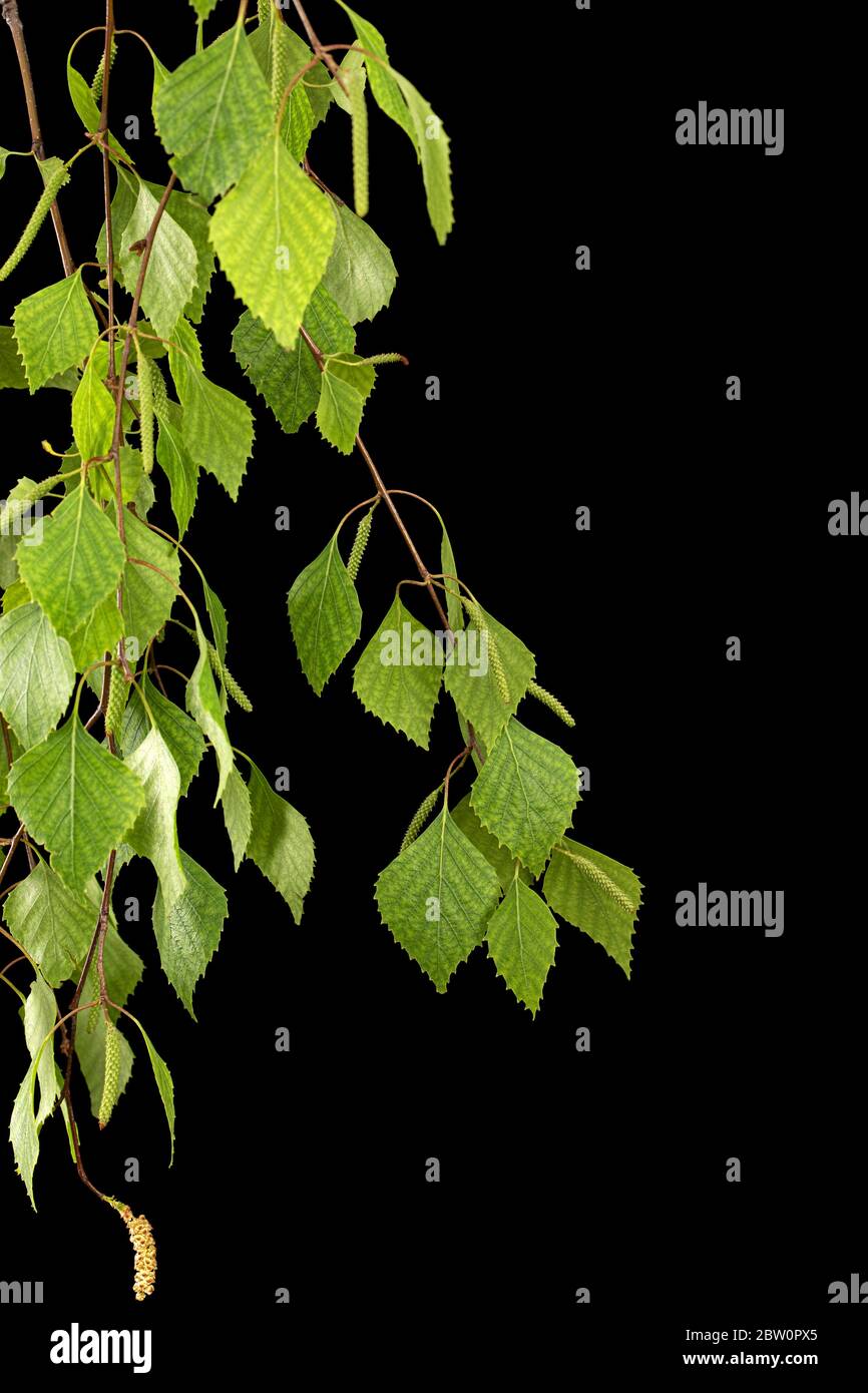 Sprig of birch with young foliage, on black background Stock Photo - Alamy