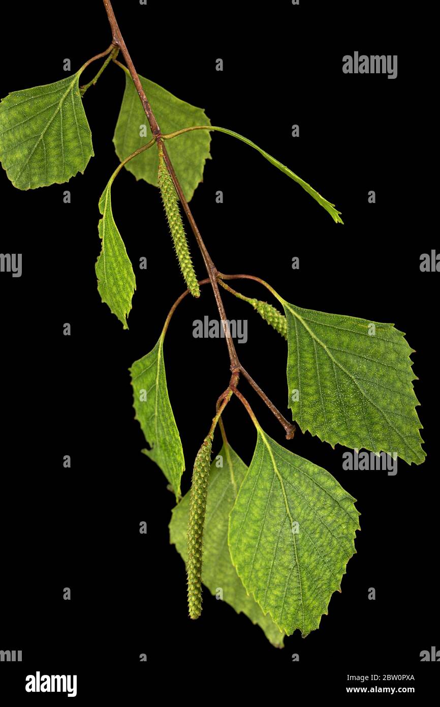 Sprig of birch with young foliage, on black background Stock Photo - Alamy