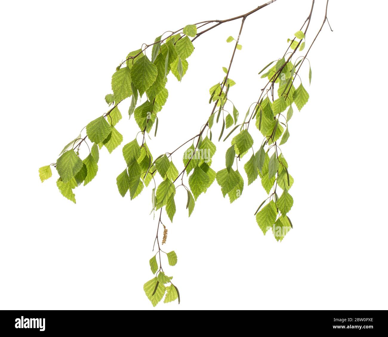 Sprig of birch with young foliage, on white background Stock Photo - Alamy
