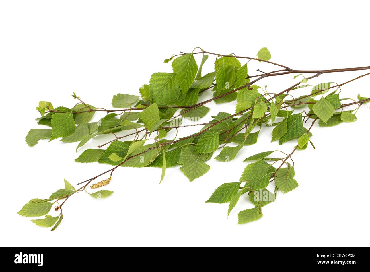 Sprig of birch with young foliage, on white background Stock Photo - Alamy