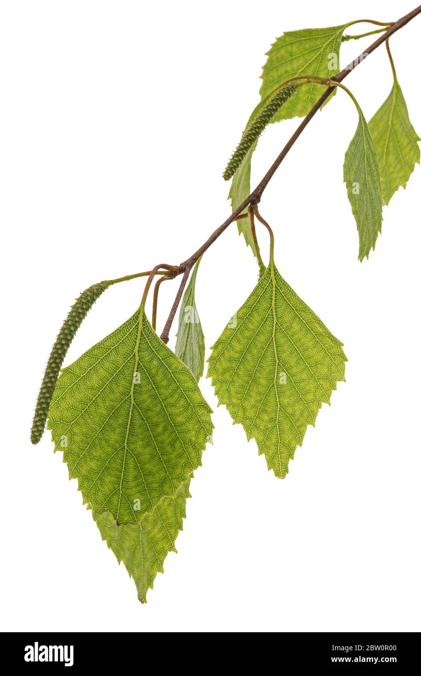 Sprig of birch with young foliage, on white background Stock Photo - Alamy