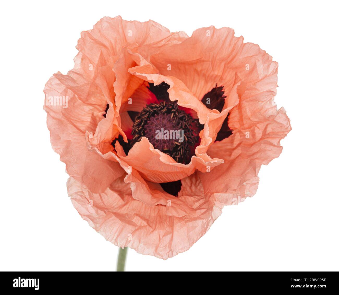 Flower of rose poppy, lat. Papaver, isolated on white background Stock ...